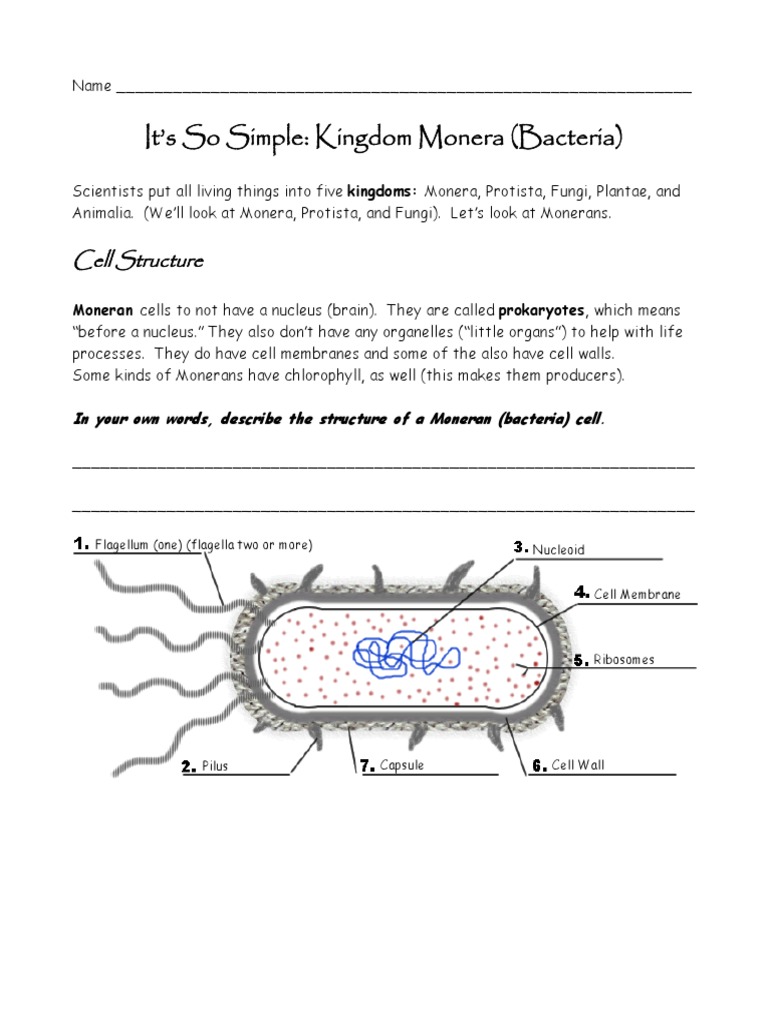 Monera and Protista Cell Structures | PDF | Protozoa | Cell (Biology)