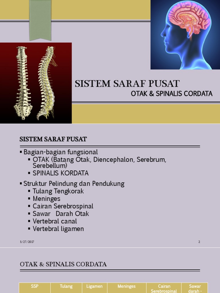 Struktur dan Fungsi Sistem Saraf Pusat | PDF