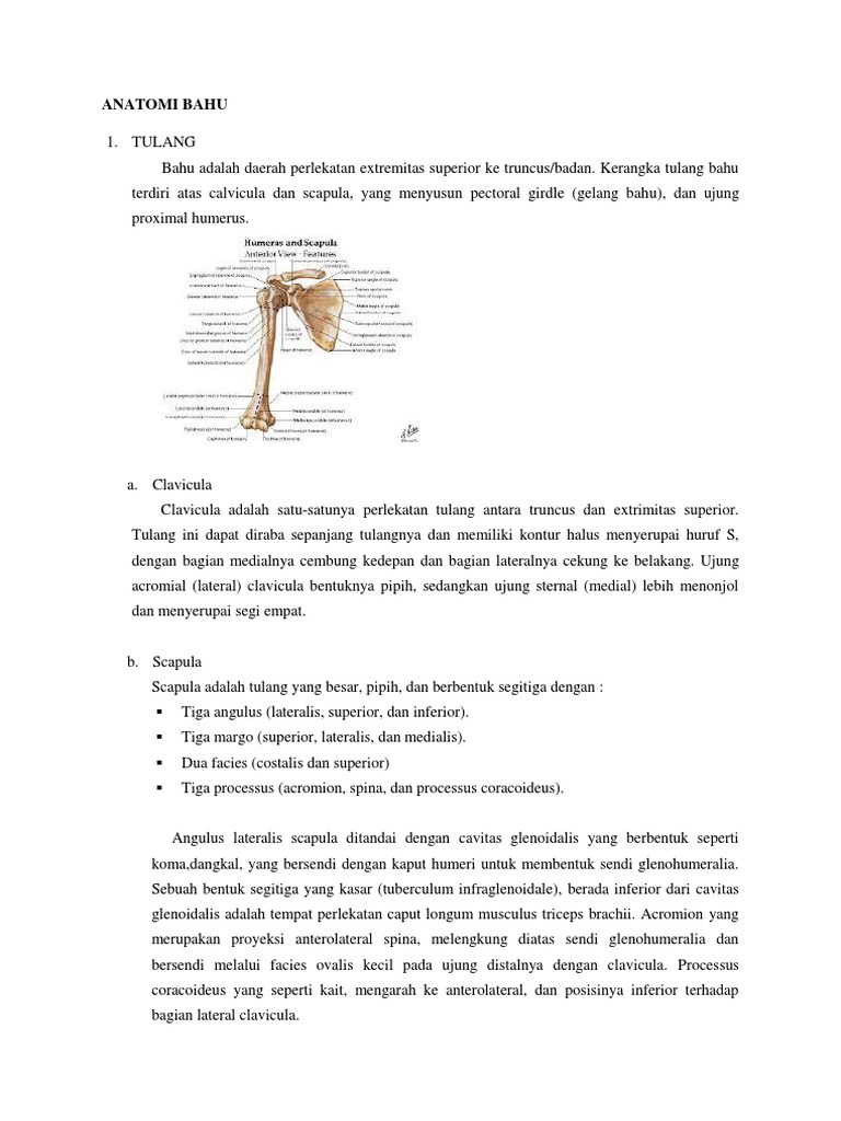 Struktur dan Fungsi Anatomi Bahu | PDF | Sains & Matematika