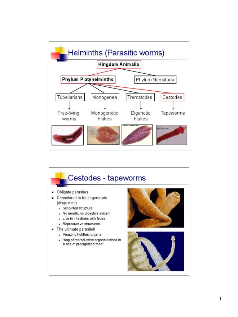 An In-Depth Exploration of Intestinal Tapeworms: A Comparison of the ...