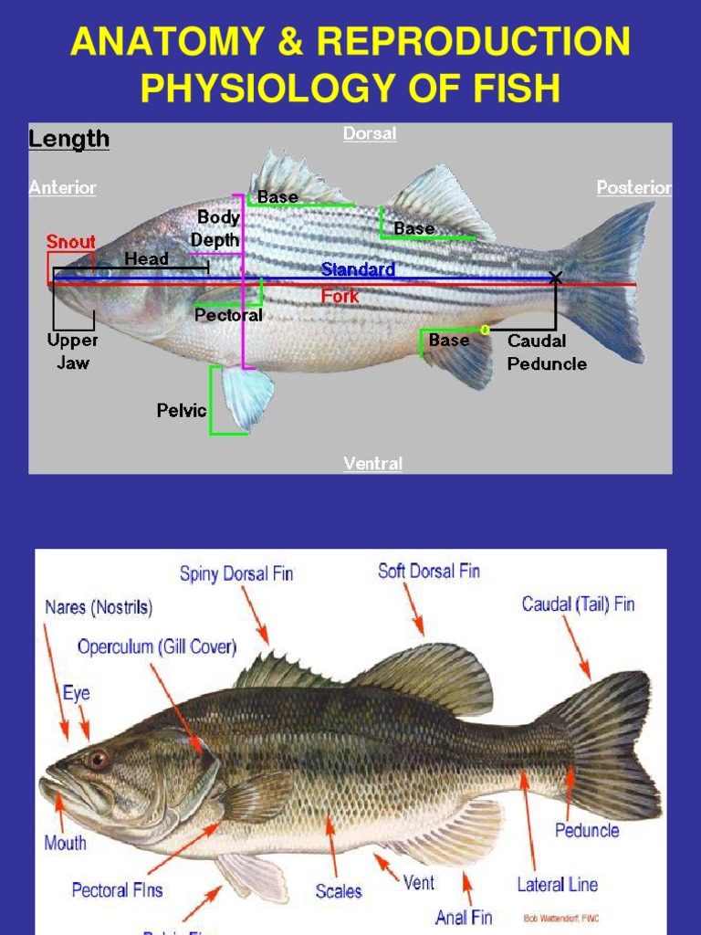 008 Anatomy Physiology of Fish | PDF