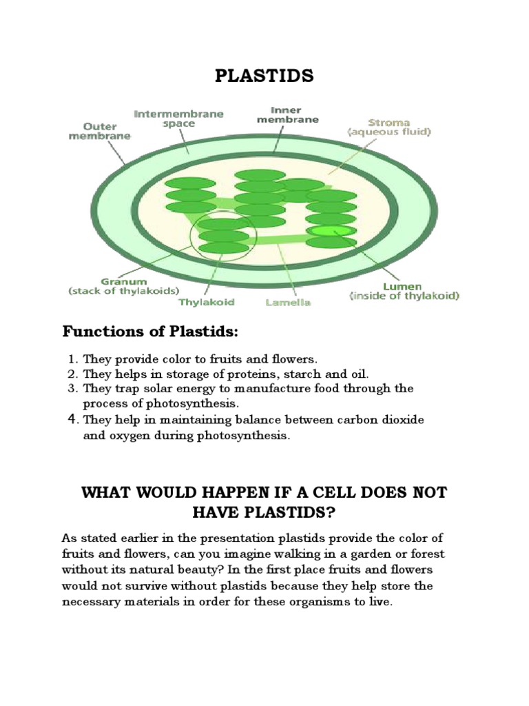 Functions of Plastids | PDF
