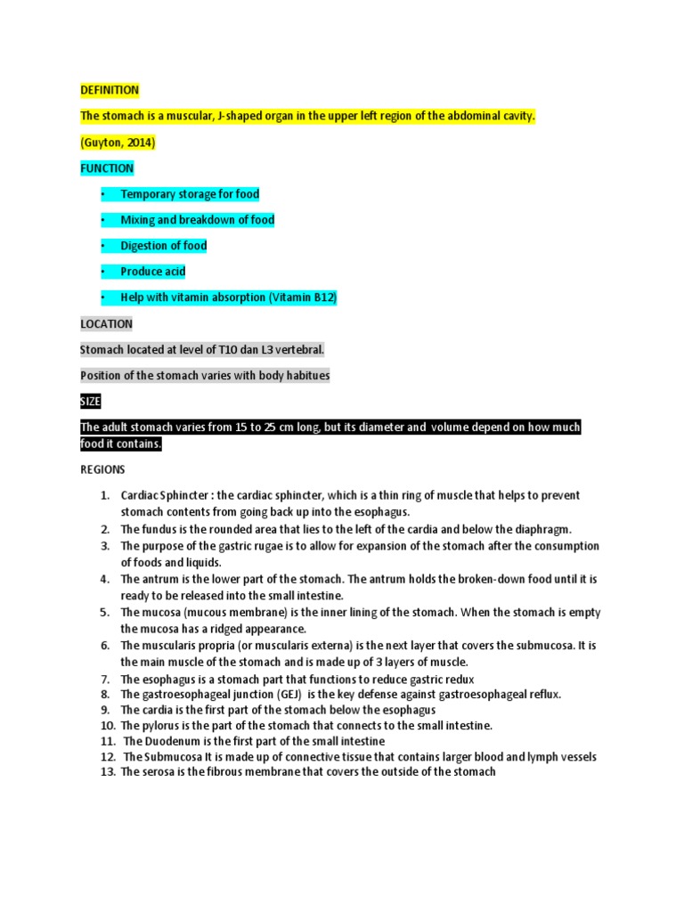 Size The Adult Stomach Varies From 15 To 25 CM Long, But Its Diameter ...