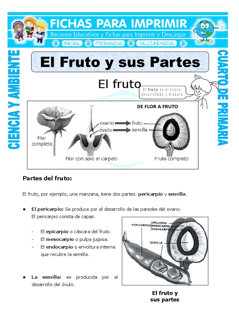 22 Ficha El Fruto y Sus Partes para Cuarto de Primaria | PDF | Fruta ...