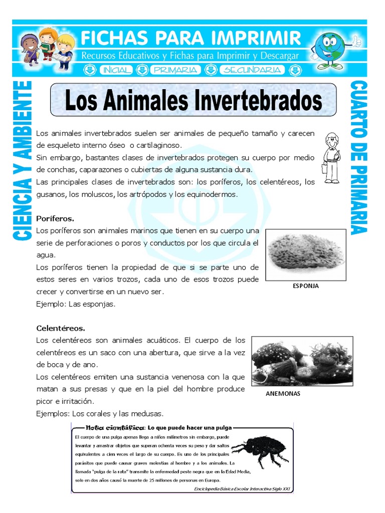 Hoja De Trabajo Sobre Invertebrados Plantillas De Fichas De Animales