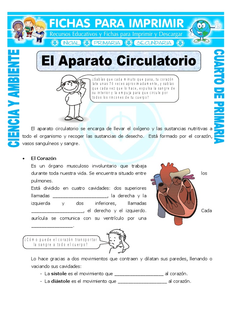 9 Ficha El Aparato Circulatorio Para Cuarto de Primaria (1 ...