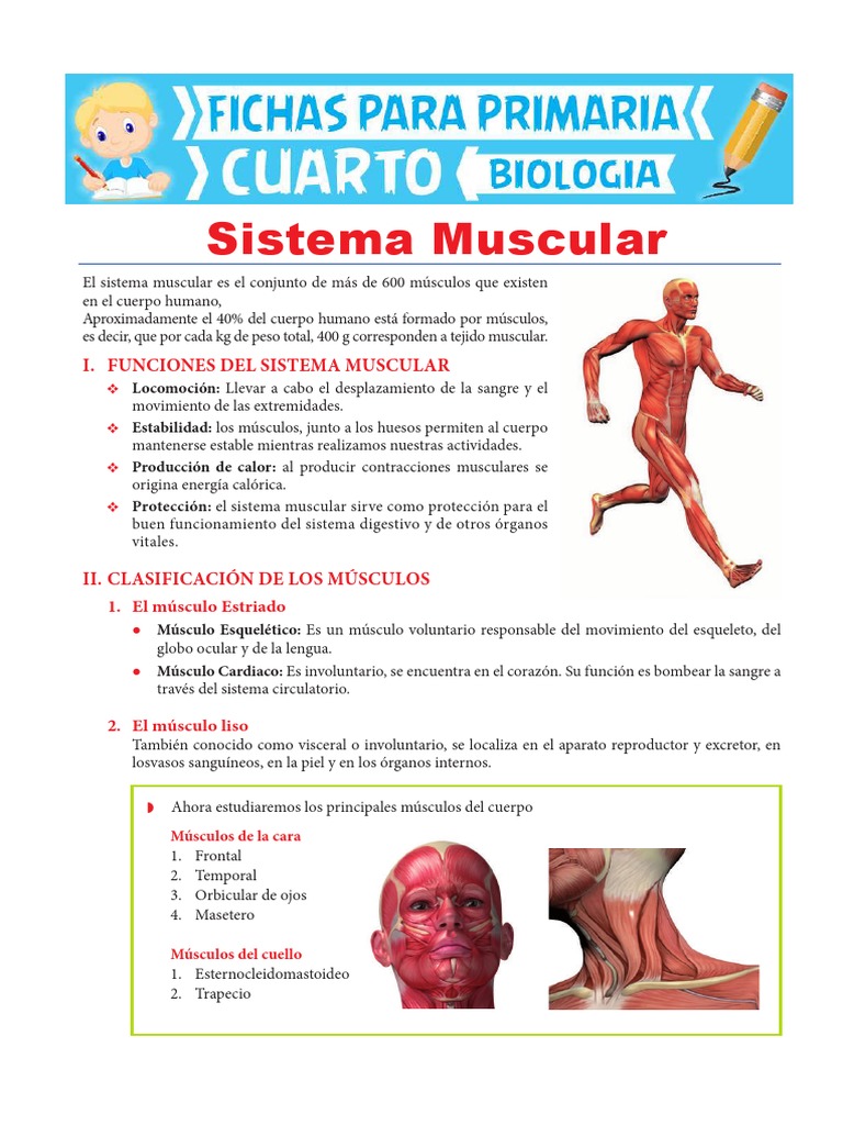 Sistema Muscular para Niños para Cuarto de Primaria PDF | PDF | Músculo ...