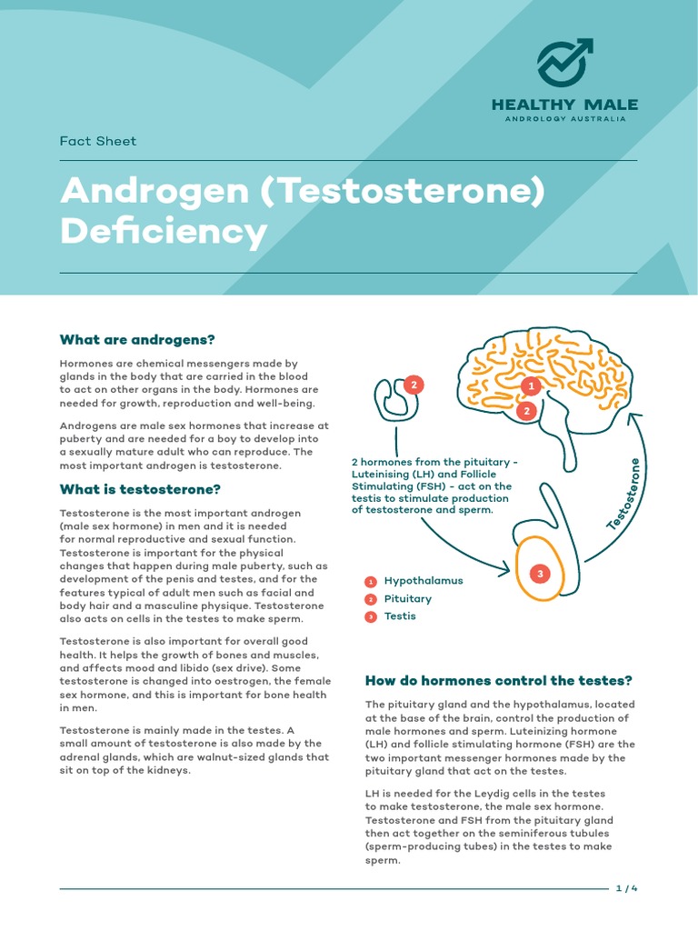 Androgen Deficiency Fact Sheet Healthy Male 2019 | PDF | Luteinizing ...