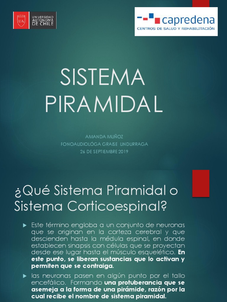 Sistema Piramidal | PDF | Cerebro | Neuroanatomía