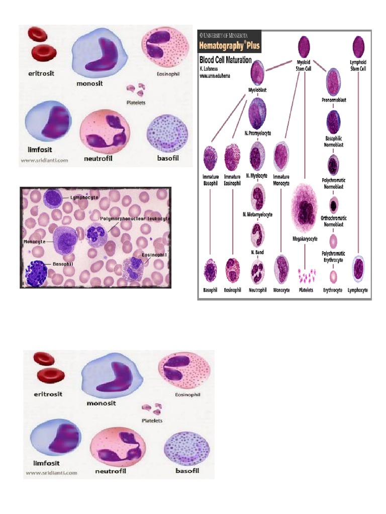 Gambar Limfosit | PDF