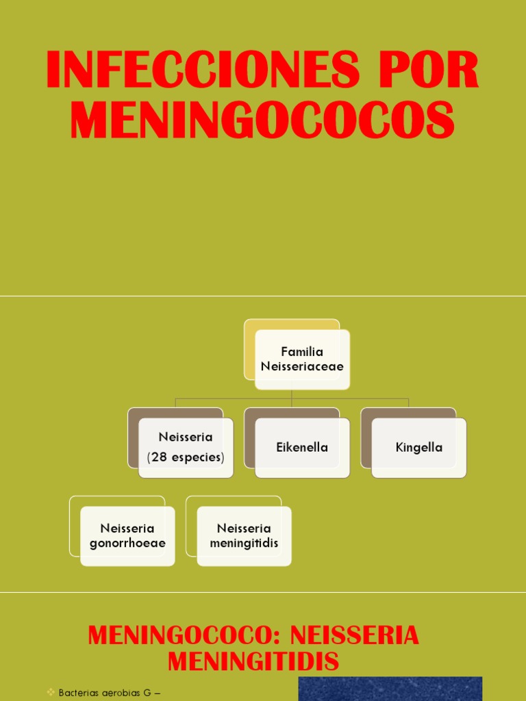 MENINGOCOCO | PDF | Inmunología | Enfermedades y trastornos
