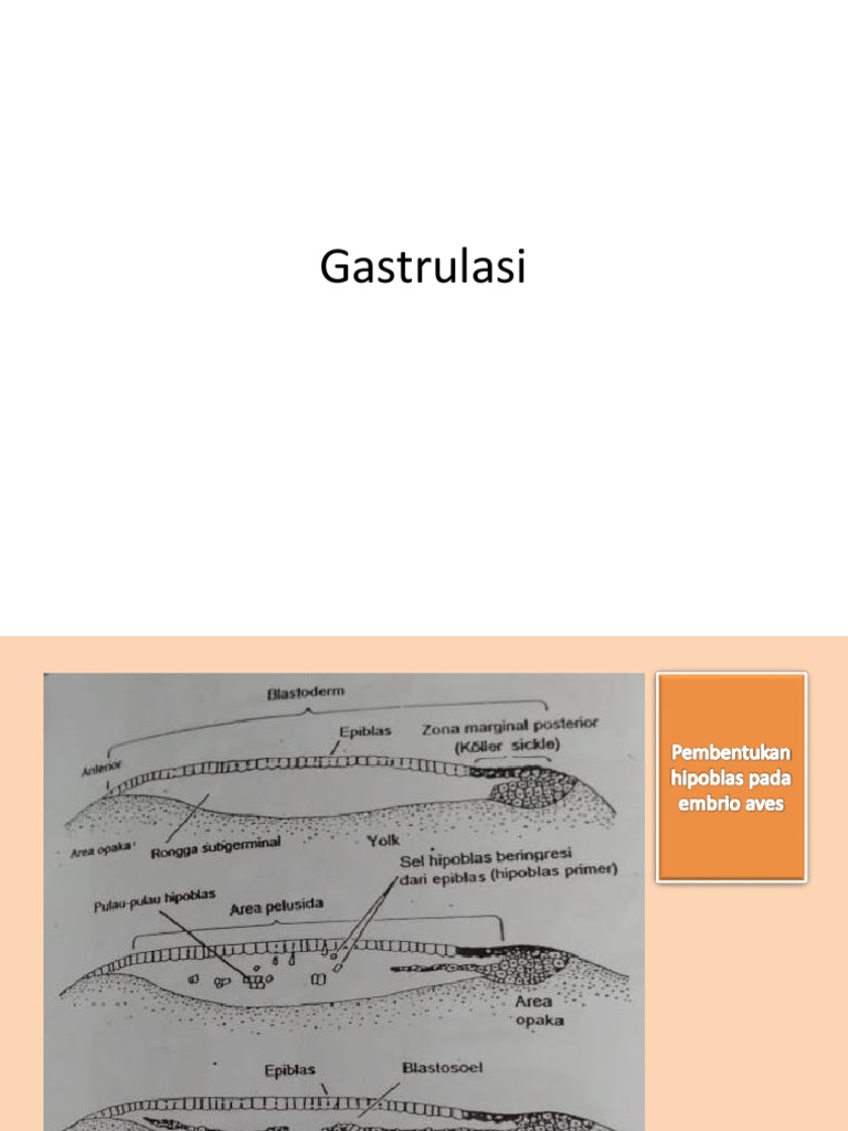 Gastrulasi dan Pembentukan Hipoblas | PDF