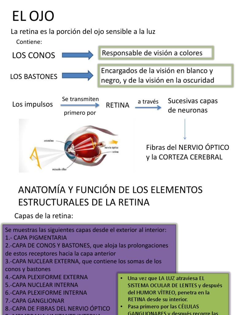 El Ojo: Los Conos | PDF | Percepción visual | Retina