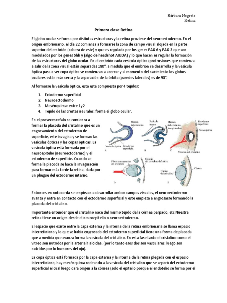 Clase 1 Retina A | PDF | Percepción visual | Ojo humano