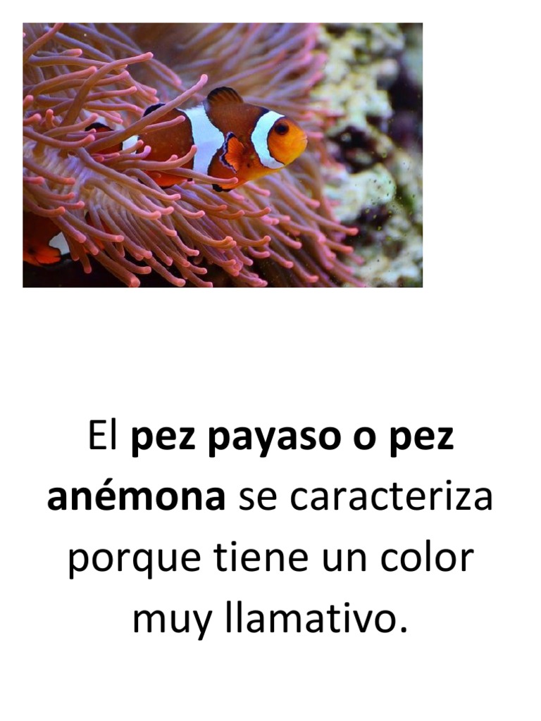 Disertación Pez Payaso | PDF