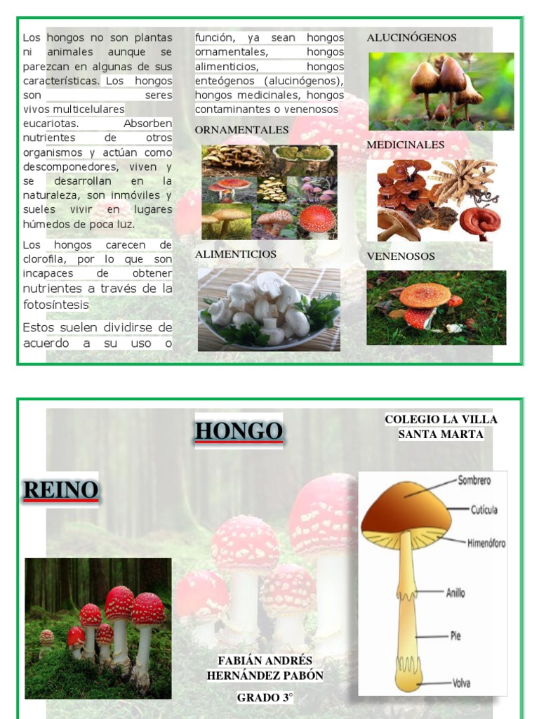 Exposición Reino Hongo | PDF