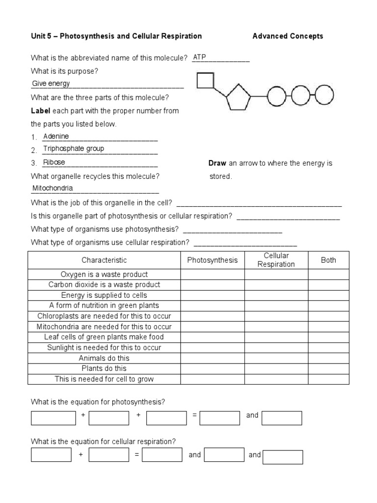 Photosynthesis and Respiration | PDF | Photosynthesis | Cellular ...