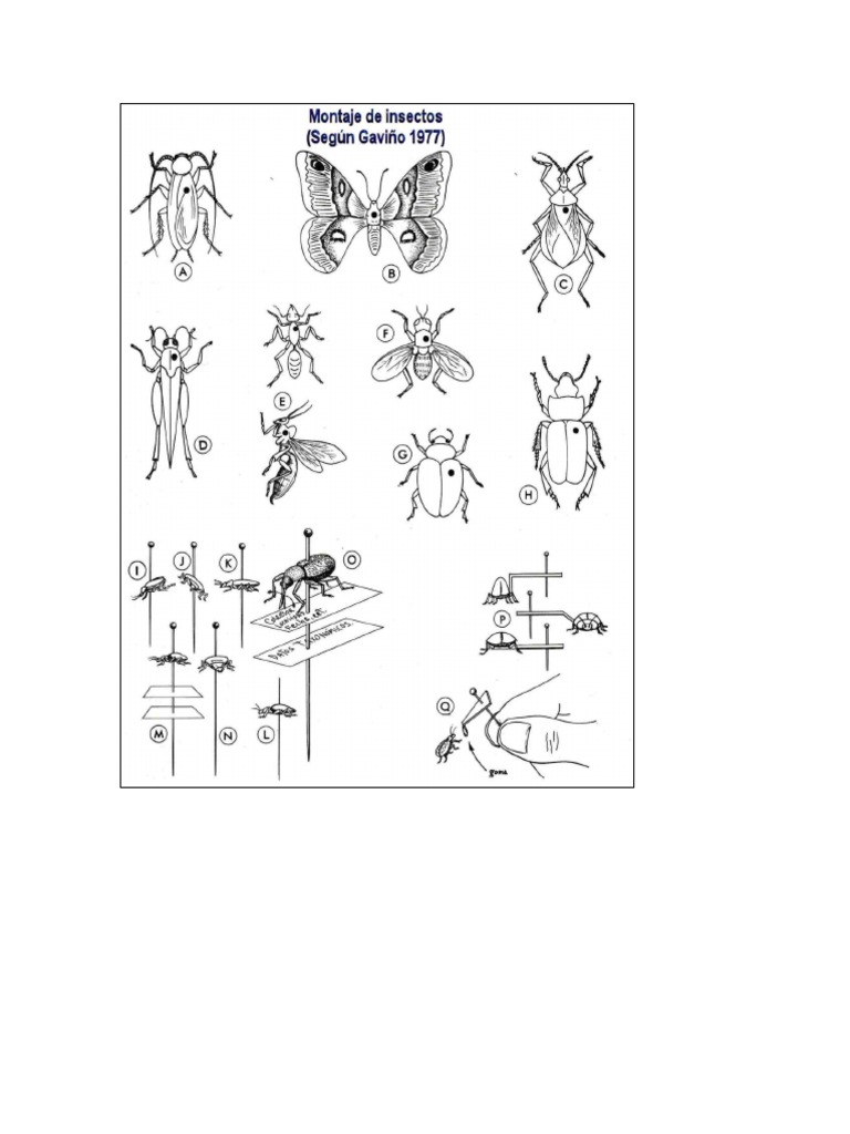 Como Disecar | PDF