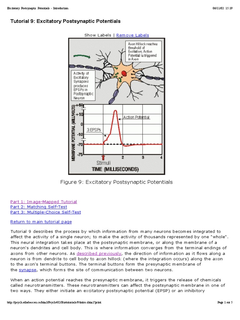 Postsynaptic Potentials | PDF | Chemical Synapse | Excitatory ...