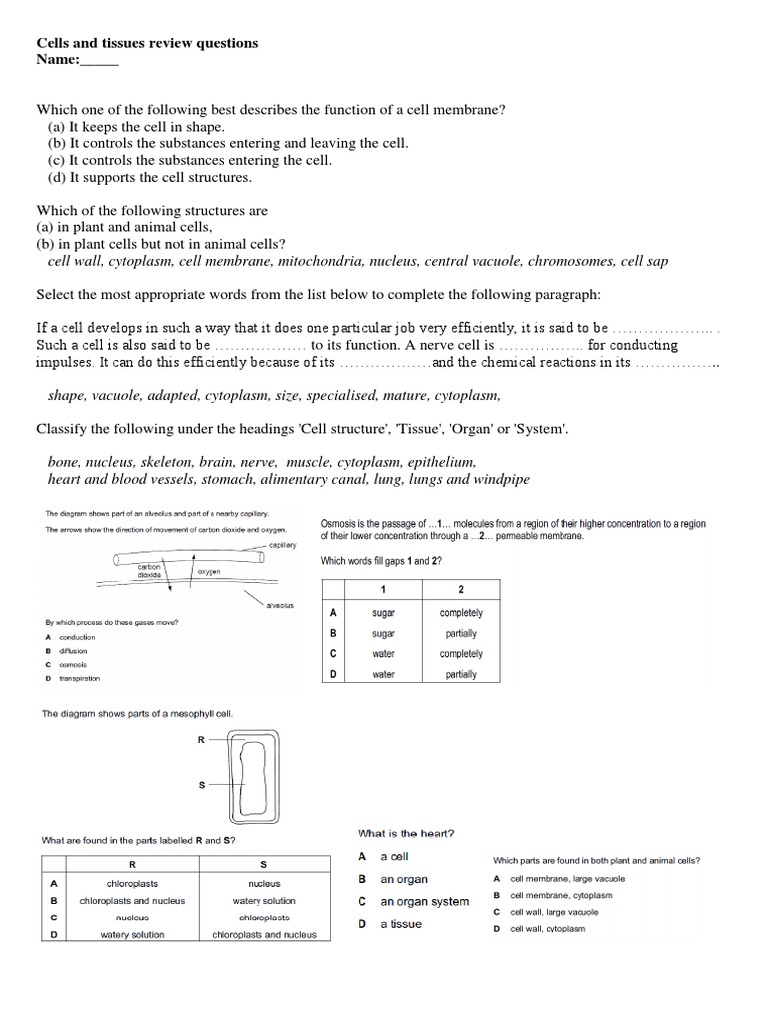 Cells and Tissues Review Questions | PDF