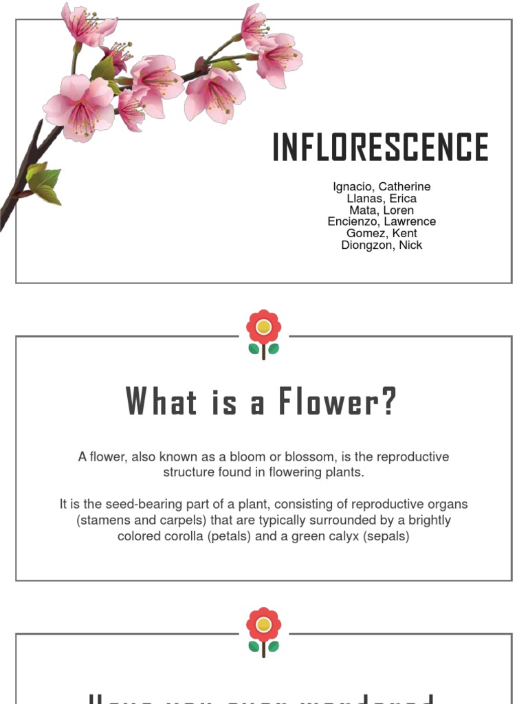 Types of Inflorescence Explained | PDF | Flowers | Plants