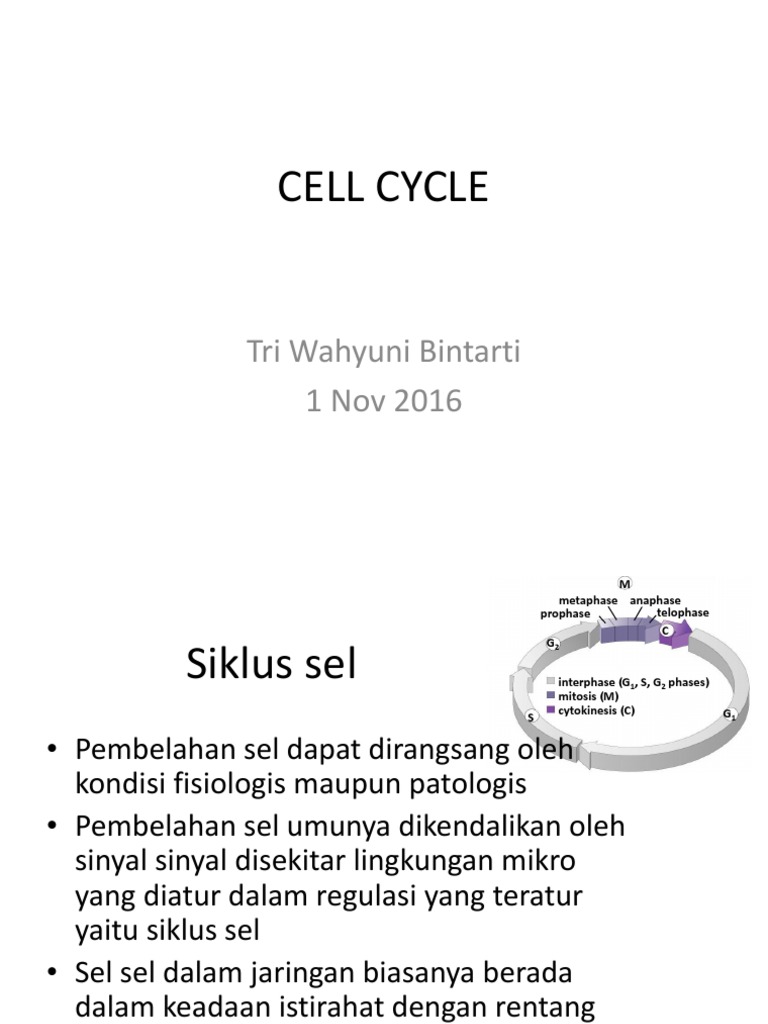 K3 Siklus Sel | PDF