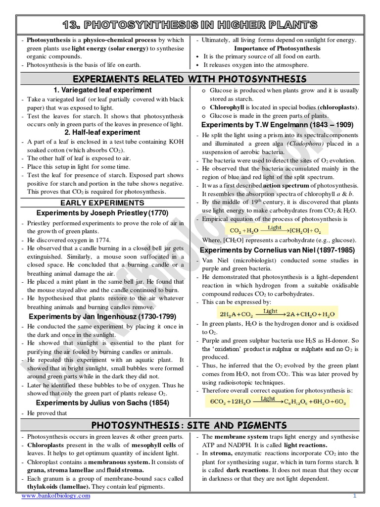 13 Photosynthesis Notes | PDF | Photosynthesis | Chlorophyll