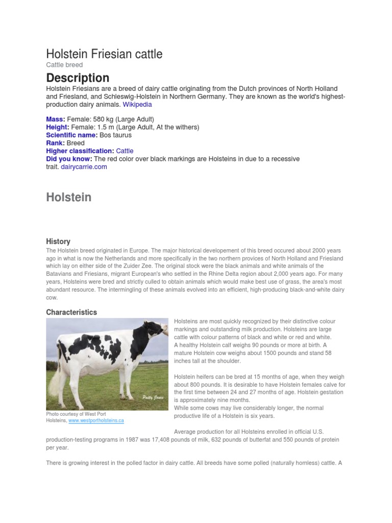 Dairy Cattle Breed | PDF | Dairy Cattle | Cattle