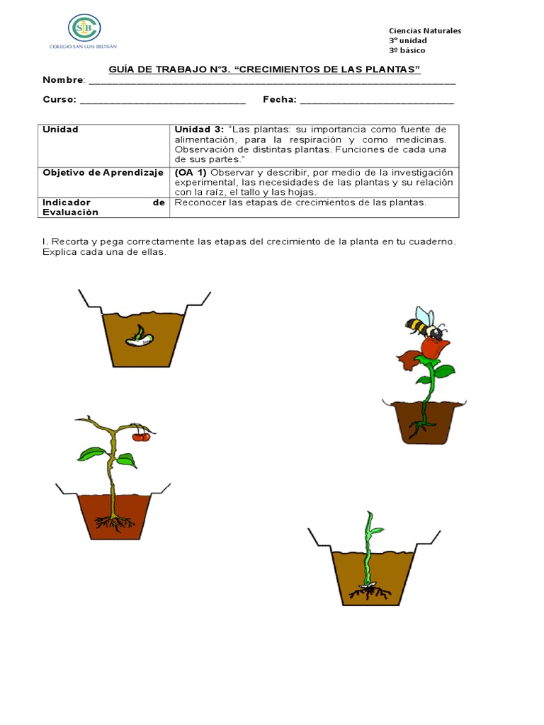 Guia 3 Crecimientos de La Plantas | PDF | Ciencia y matemáticas