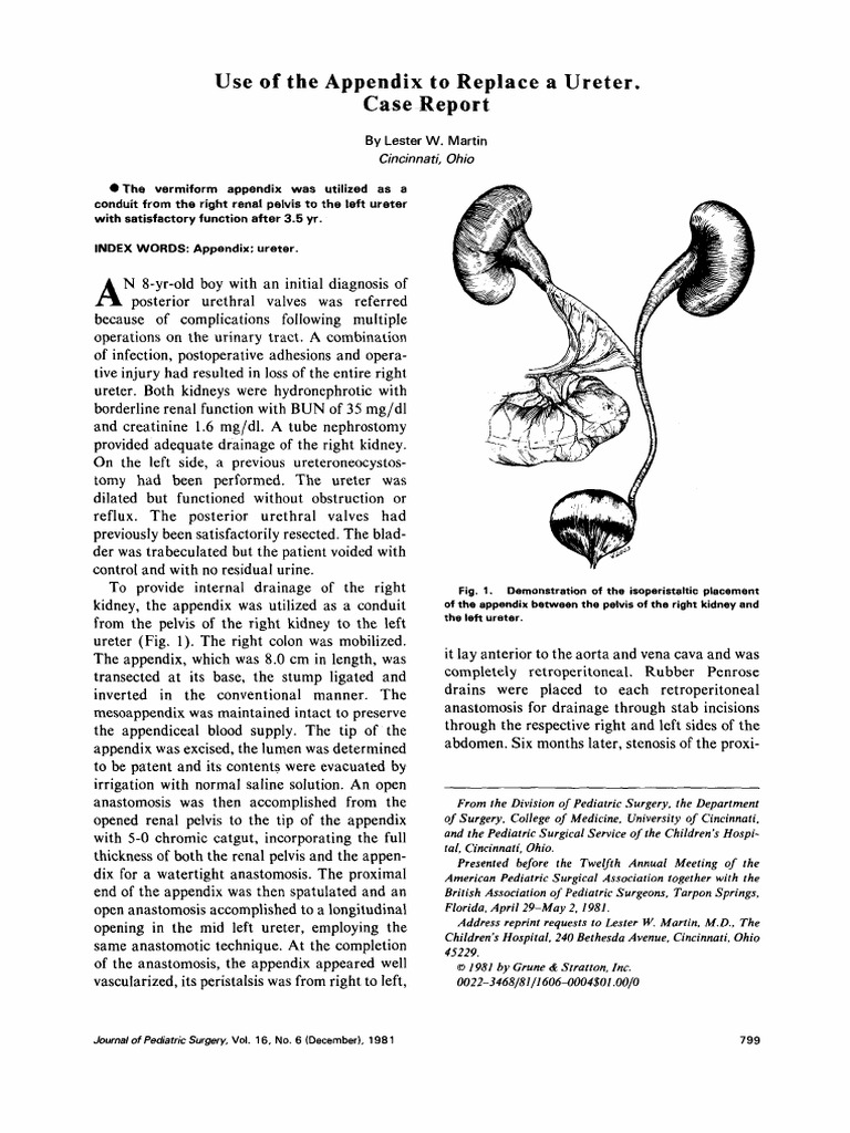 Use of The Appendix To Replace A Ureter. Case Report | Download Free ...