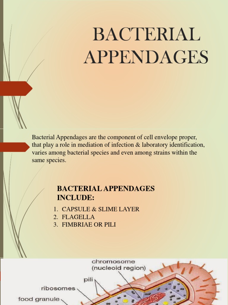 Bacterial Cell Appendages | PDF | Bacteria | Microorganism