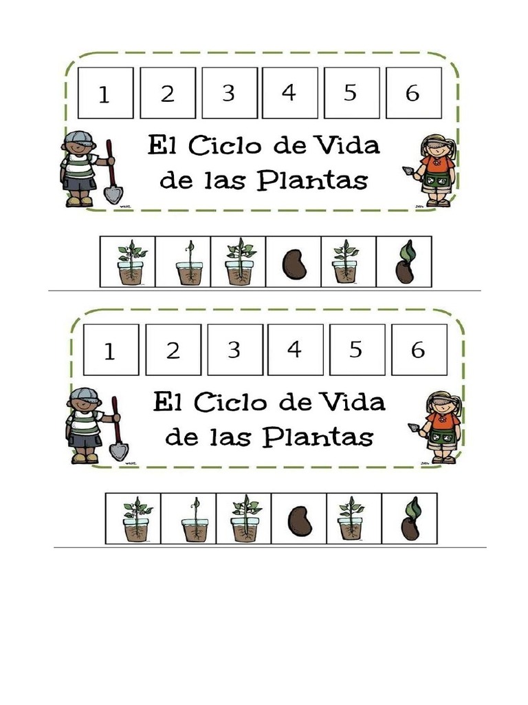 Ciclo de Vida Planta | PDF