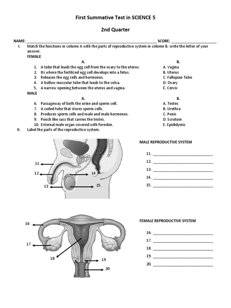First Summative Test in SCIENCE 5 2nd Quarter | PDF | Reproductive ...