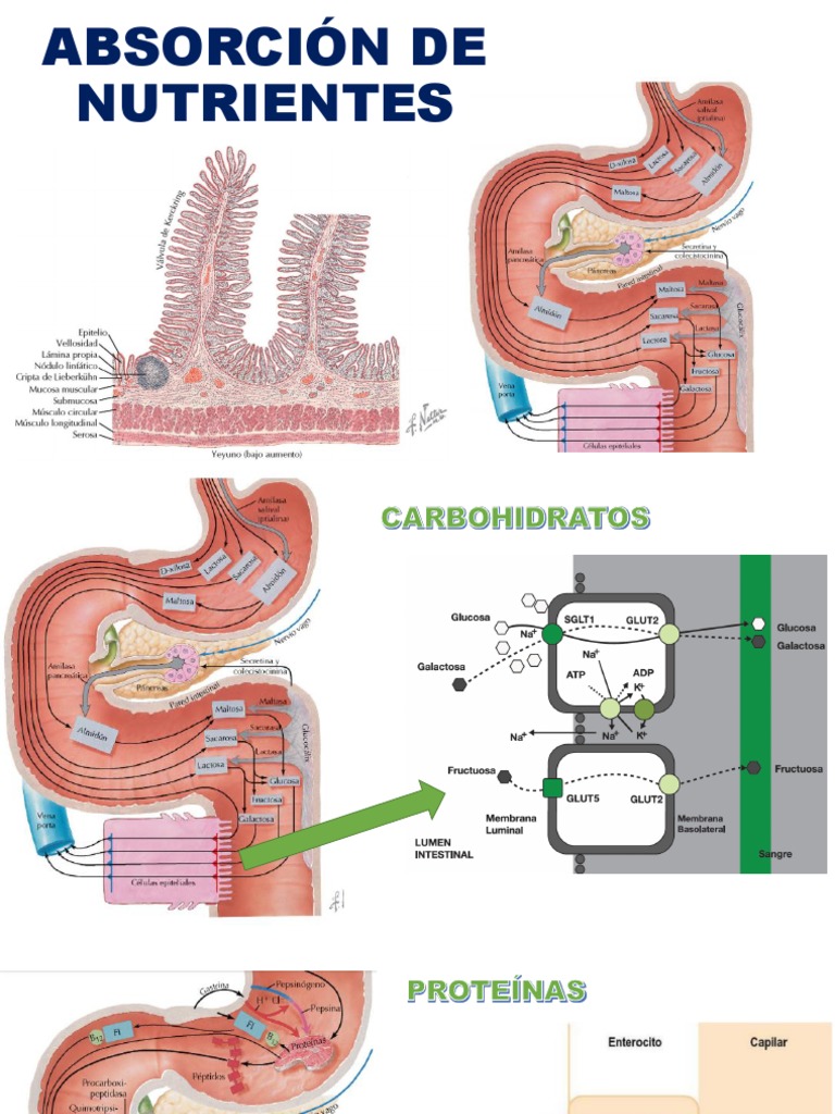 Absorción de Nutrientes