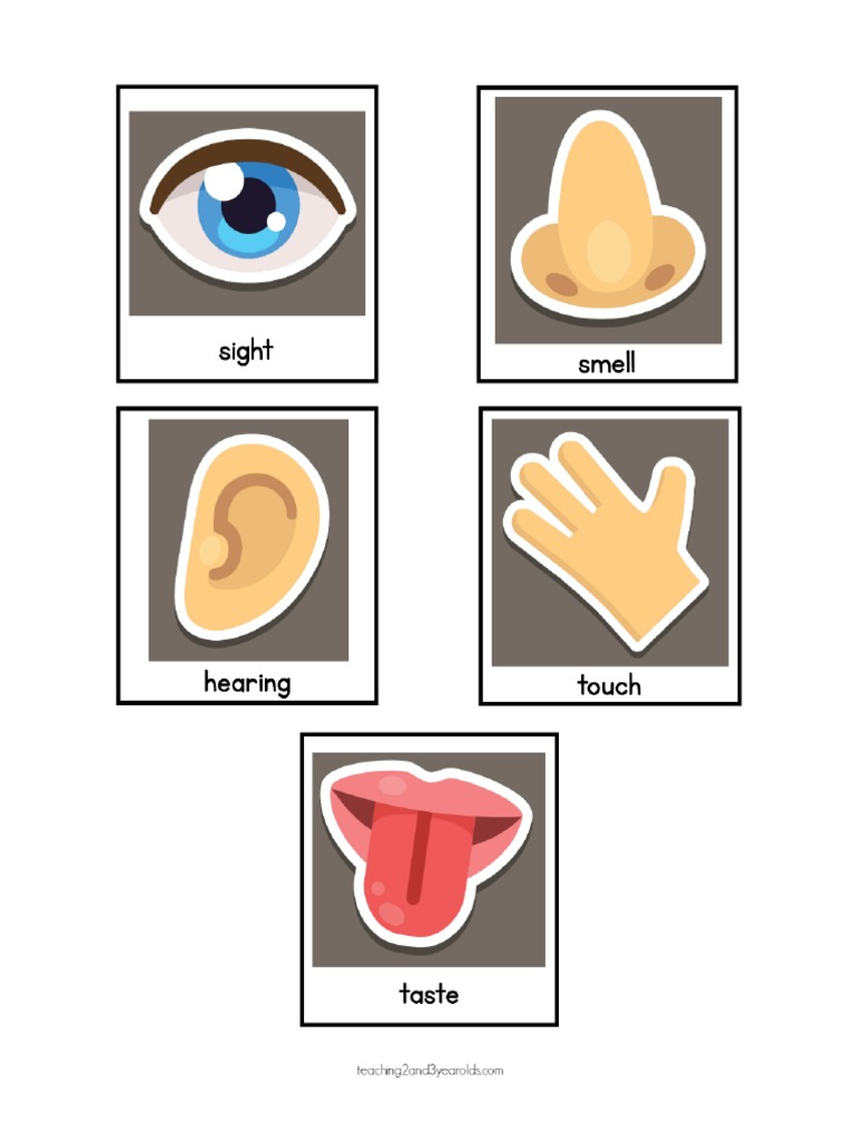 5 Senses Printable | PDF