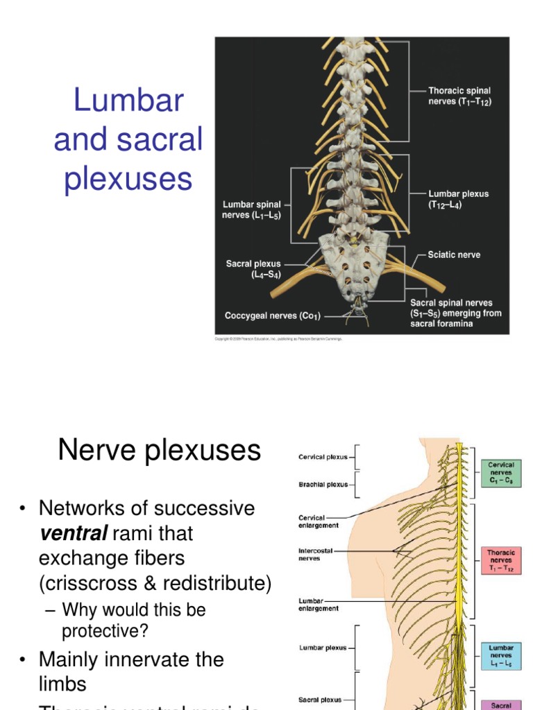 Lumbar Plexus