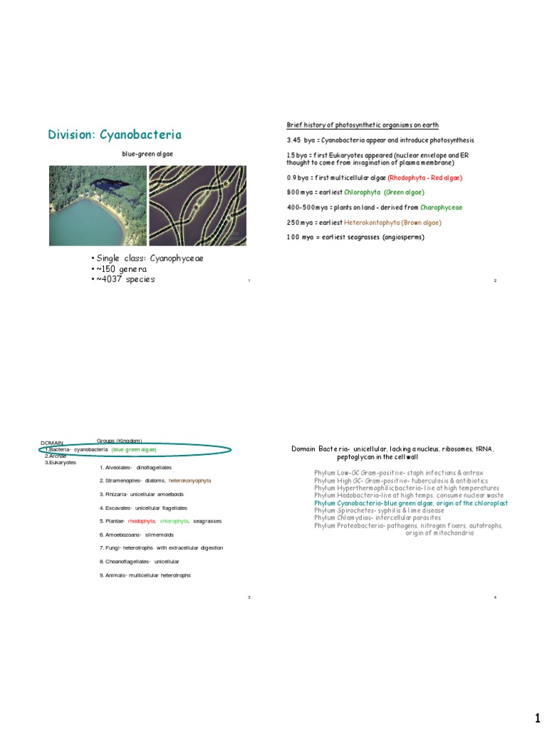 Division: Cyanobacteria: - Single Class: Cyanophyceae - 150 Genera ...