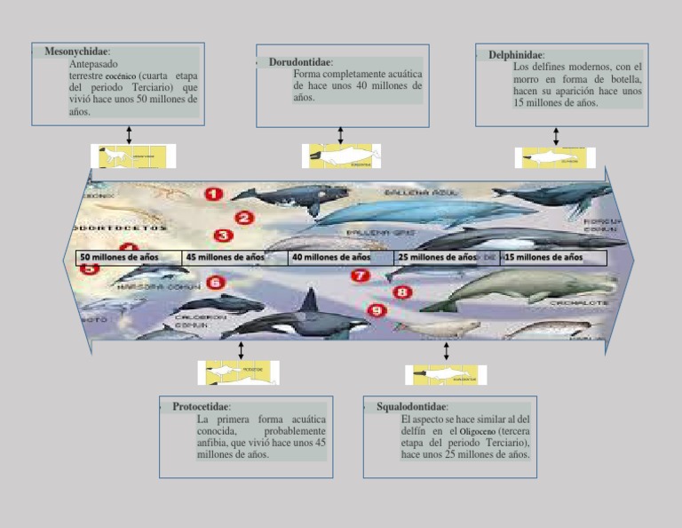Dorudontidae: Mesonychidae: Delphinidae:: Eocénico | PDF