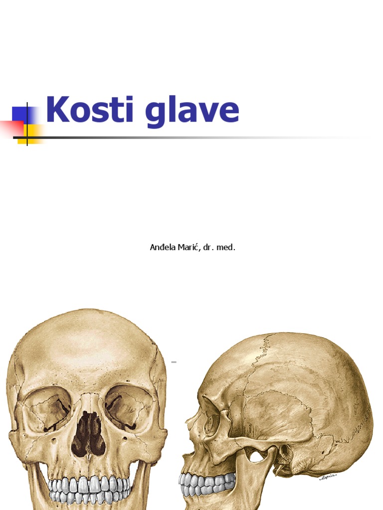 Kosti Glave | PDF