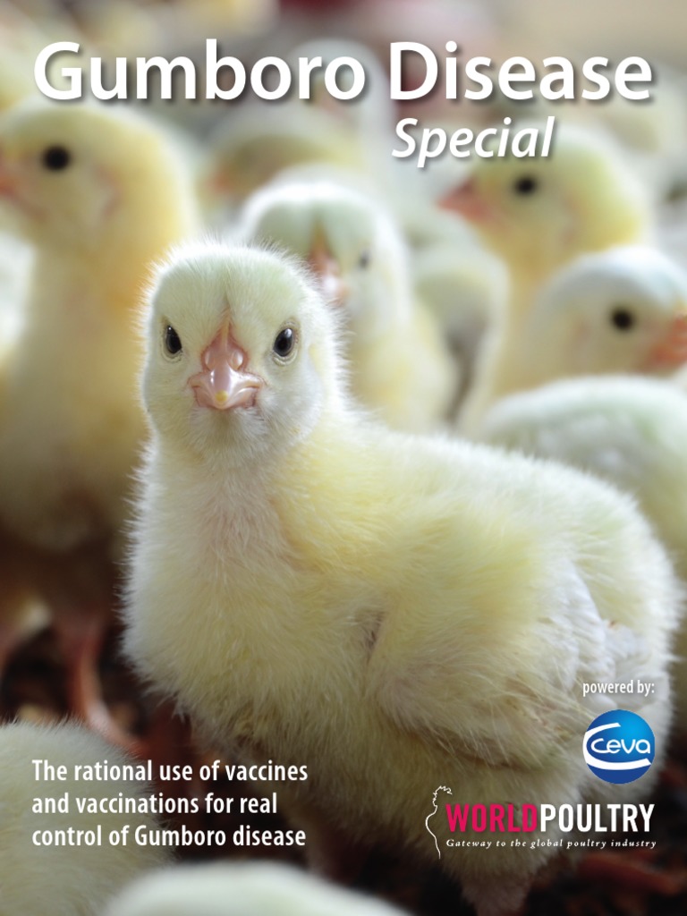 Gumboro | PDF | Infection | Vaccines