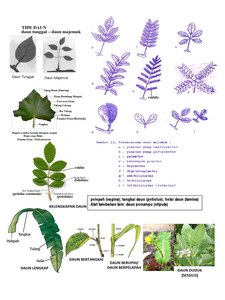 Morfologi dan Tipe Daun Lengkap | PDF