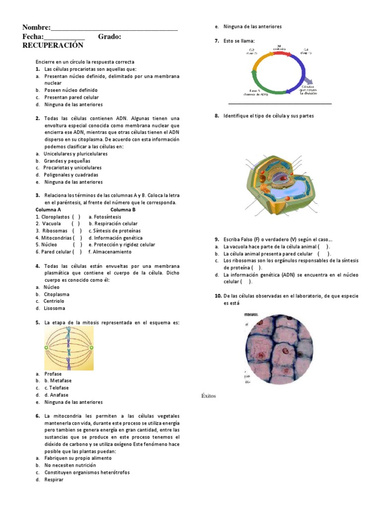 Preguntas sobre Células y Estructuras Celulares | PDF | Nucleo celular ...