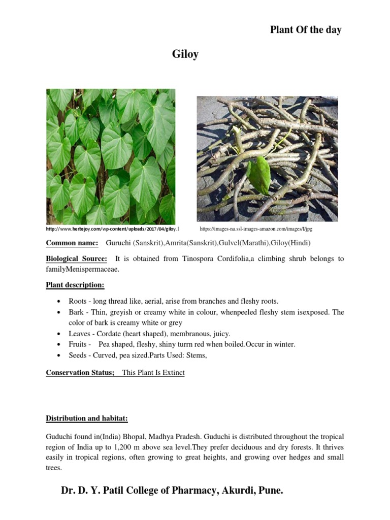 Giloy: Plant of The Day | Download Free PDF | Plants | Botany