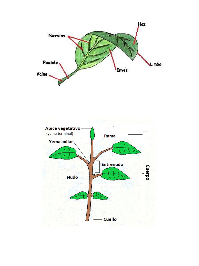 Tallo y Hoja | PDF