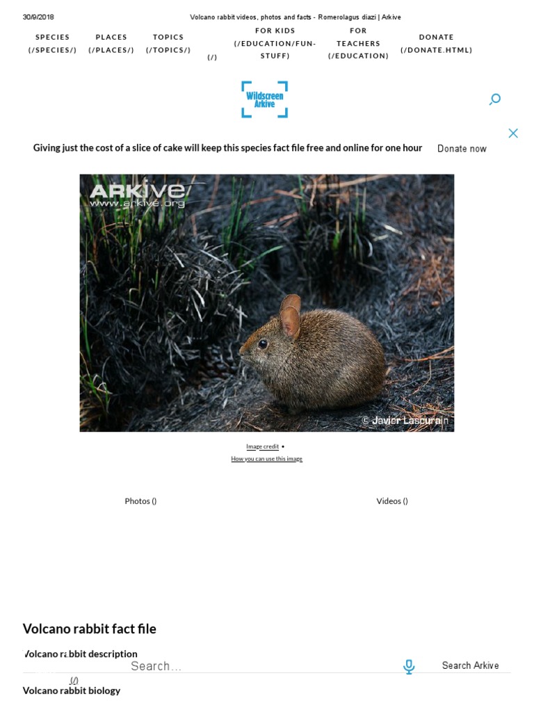Volcano Rabbit Videos, Photos and Facts - Romerolagus Diazi - Arkive ...