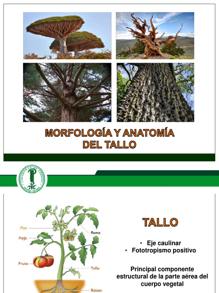 Clase. Tallo | PDF | Tallo de la planta | Hoja