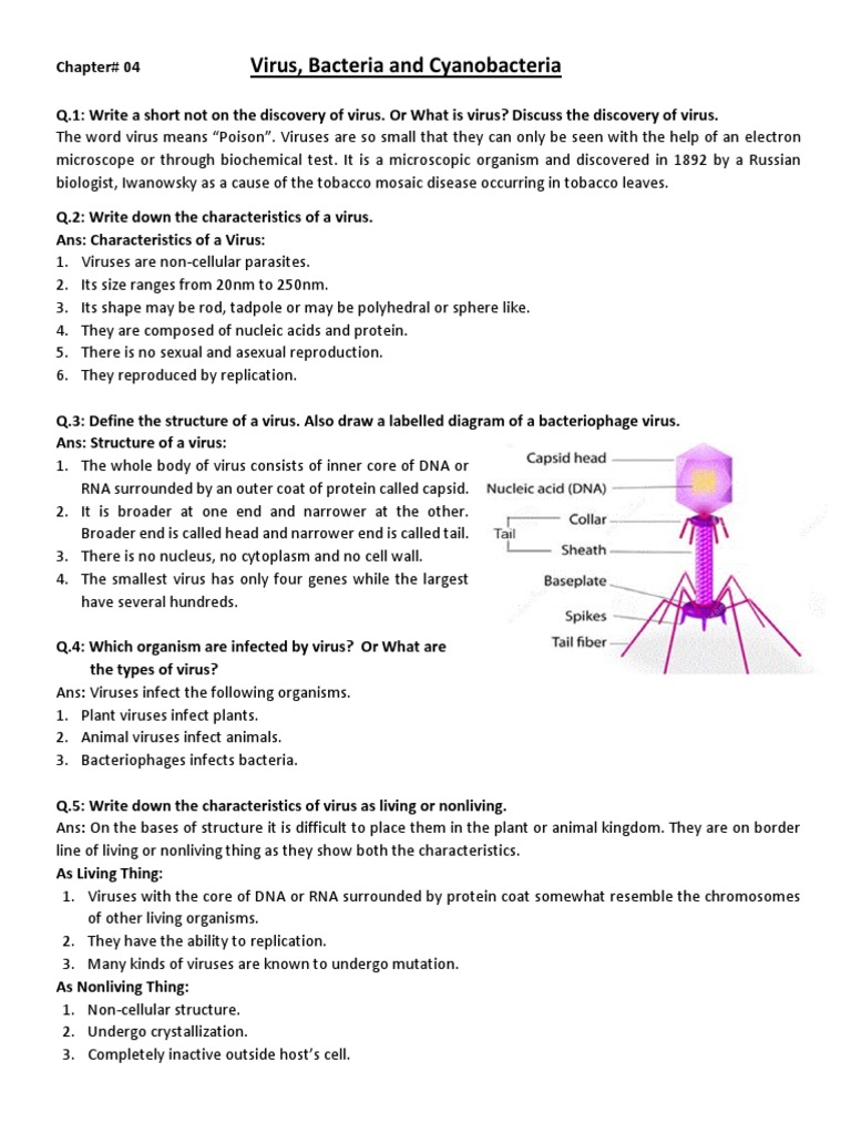 Biology Chapter 4 Notes For Grade 9th | PDF | Virus | Bacteria