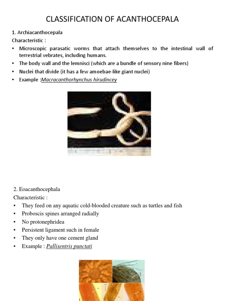Acanthocephala Classification Overview | PDF