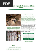 All About Sheep | PDF