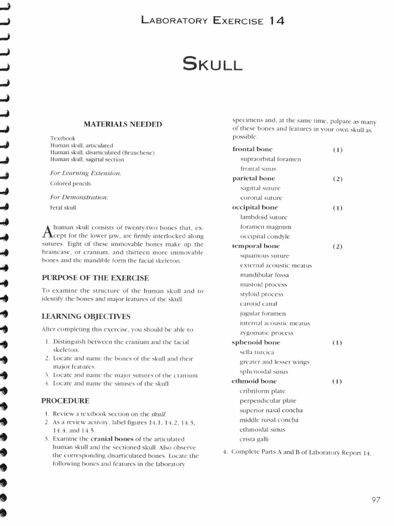 Lab 14 Skull | PDF